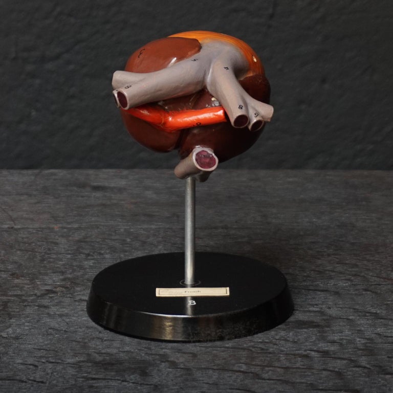 Five 1950s German Anatomical VEB SVL Models of Animal Hearts at 1stDibs ...