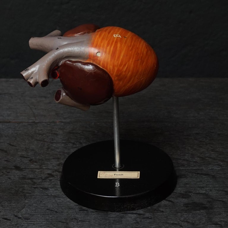 Five 1950s German Anatomical VEB SVL Models of Animal Hearts at 1stDibs ...