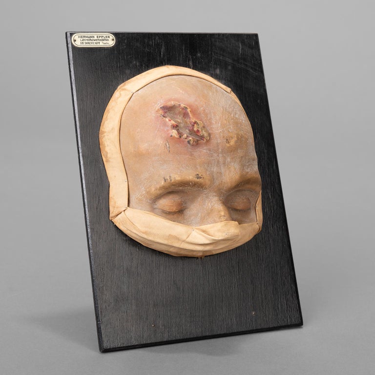 Five Anatomical Wax Models by Hermann Eppler For Sale at 1stDibs