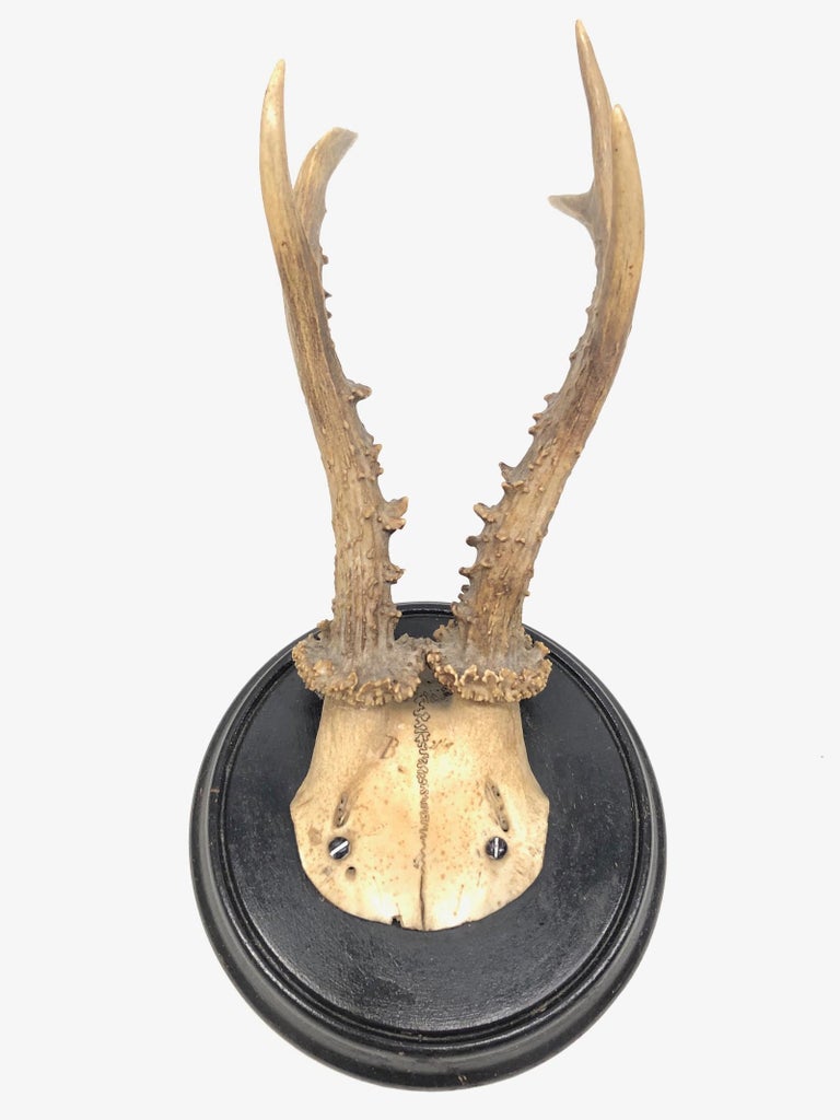 Five Antique Black Forest Deer Antler Trophies, German, 1900s at 1stdibs