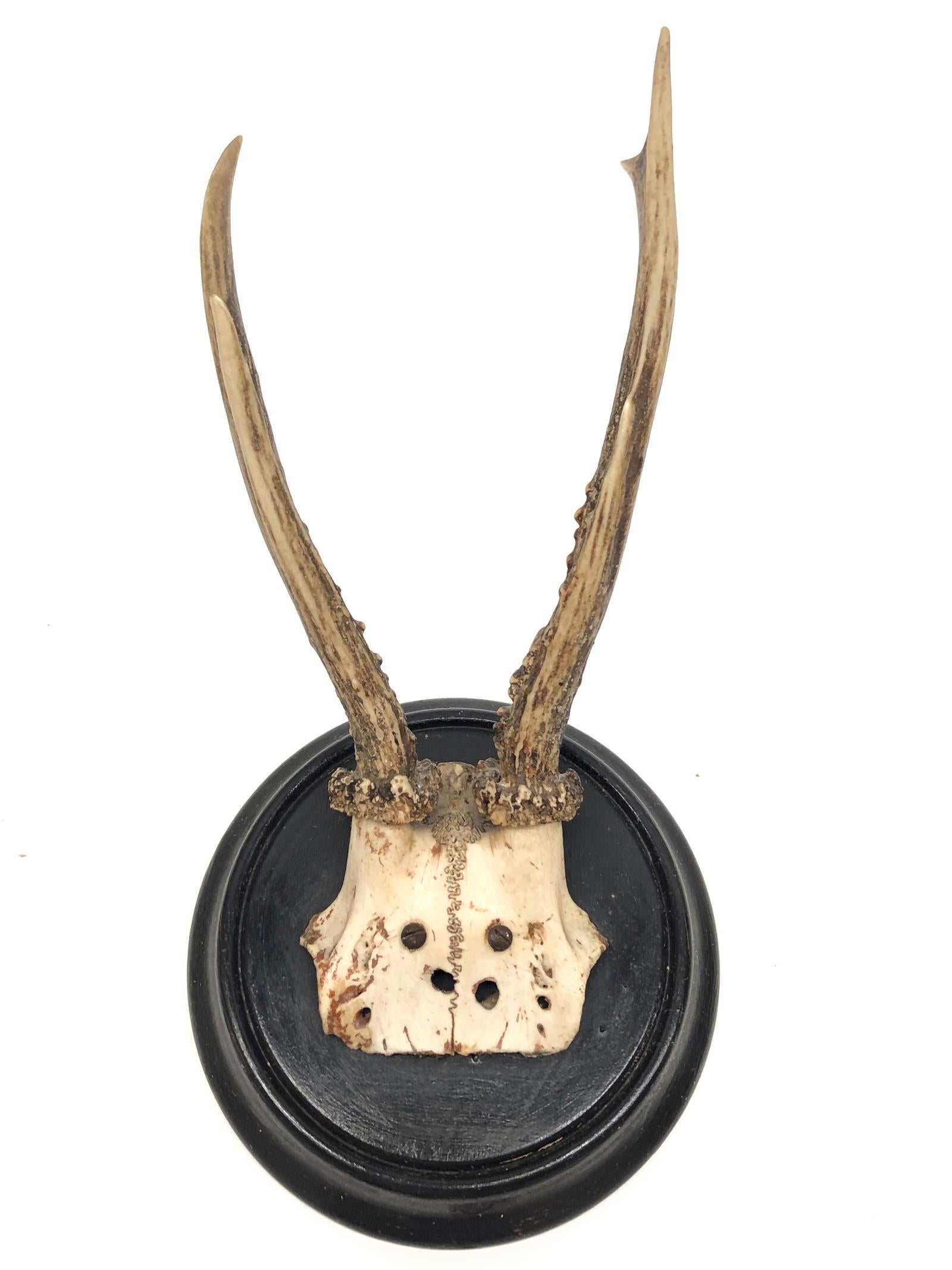 Five Antique Black Forest Deer Antler Trophies, German, 1900s at 1stDibs