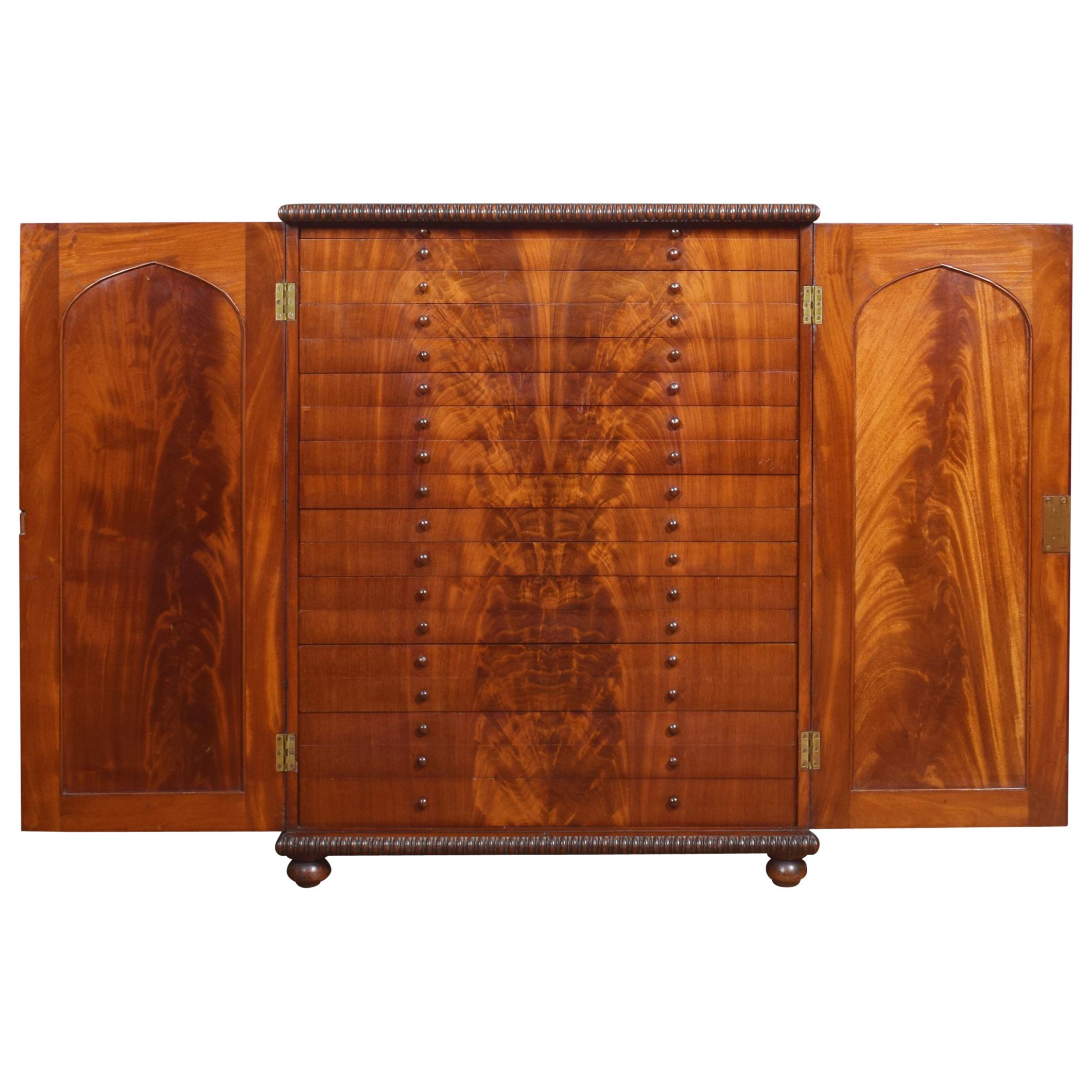 Walnut Collectors Display Cabinet, Containing a Collection of Seashells ...