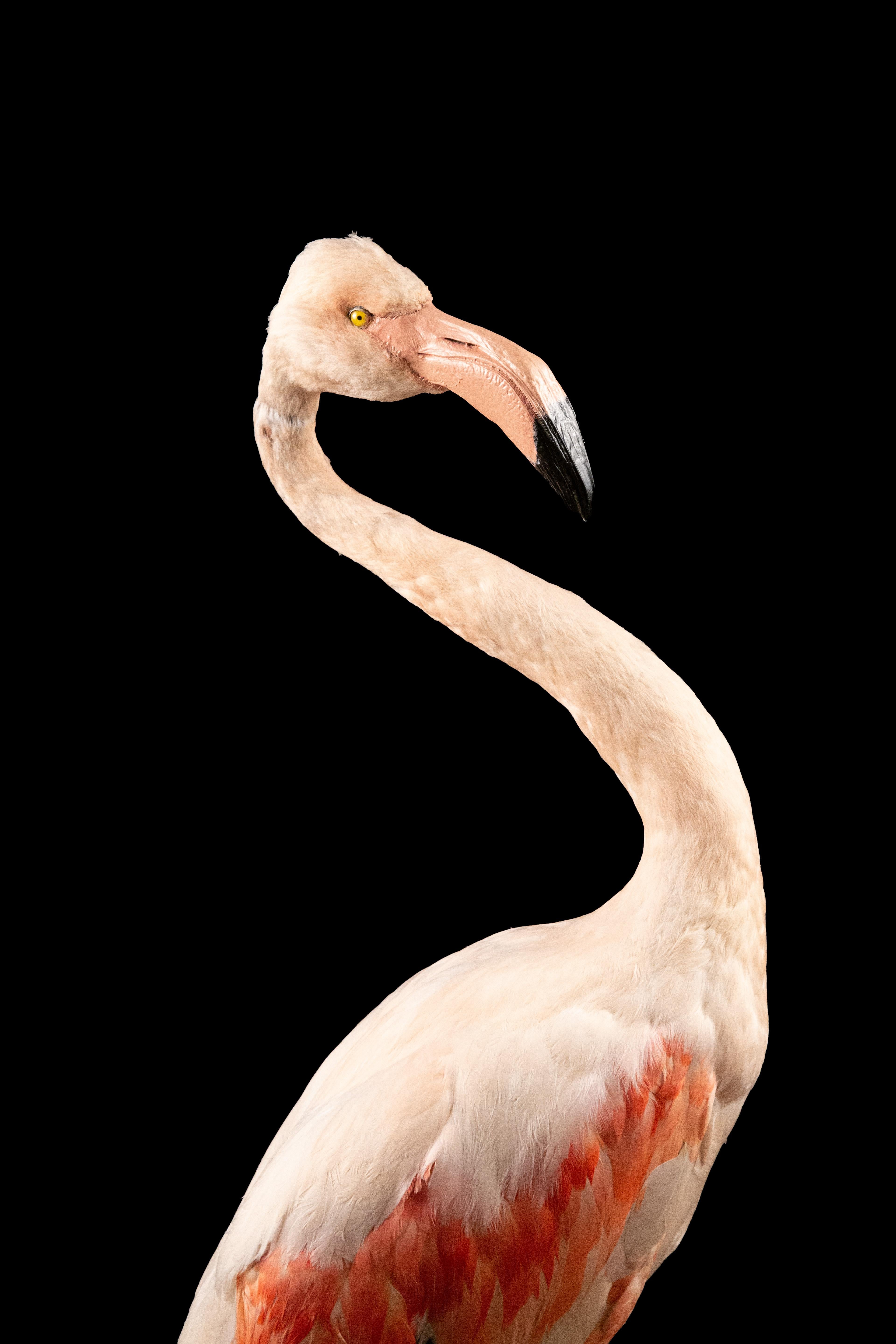 Rare Flamingo Taxidermy Specimen at 1stDibs