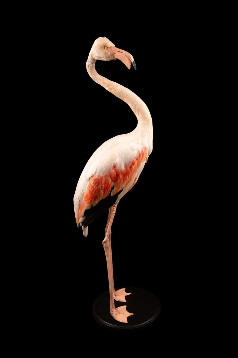 Rare Flamingo Taxidermy Specimen For Sale at 1stDibs