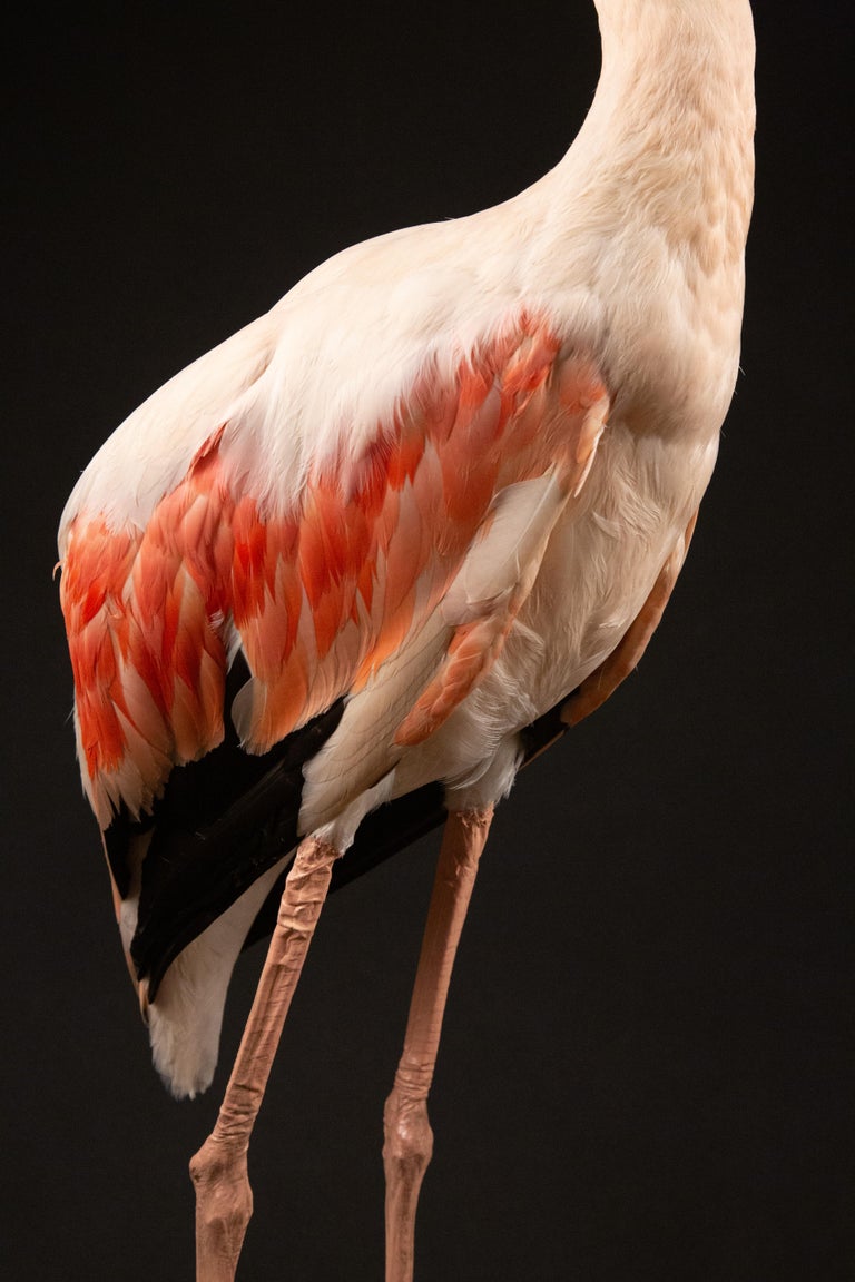 Rare Flamingo Taxidermy Specimen For Sale at 1stDibs