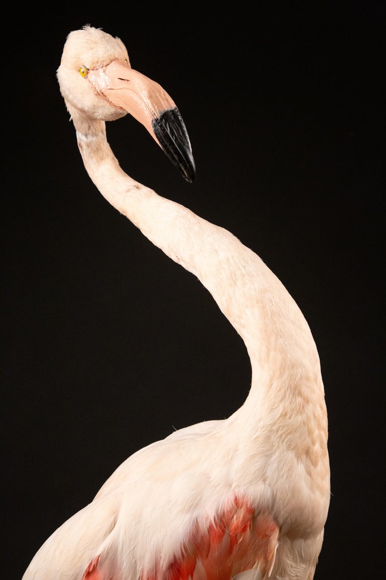Rare Flamingo Taxidermy Specimen For Sale at 1stDibs