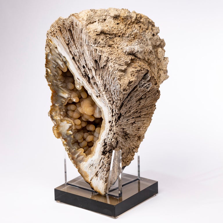 Florida Agatized Fossil Coral on Custom Acrylic Stand at 1stDibs
