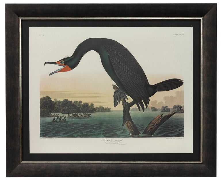 Florida Cormorant Amsterdam Audubon Edition For Sale at 1stDibs