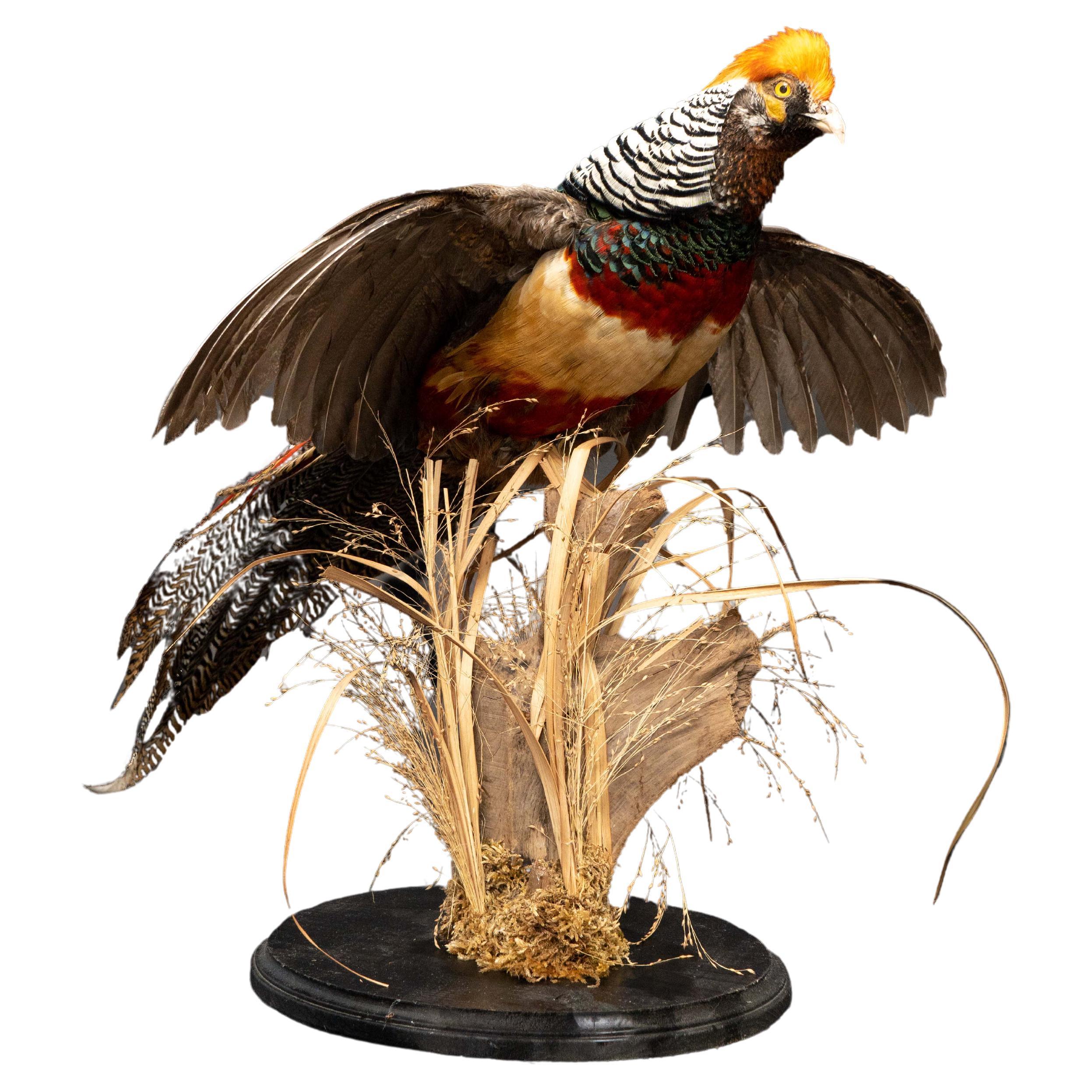Standing Pheasant For Sale at 1stDibs