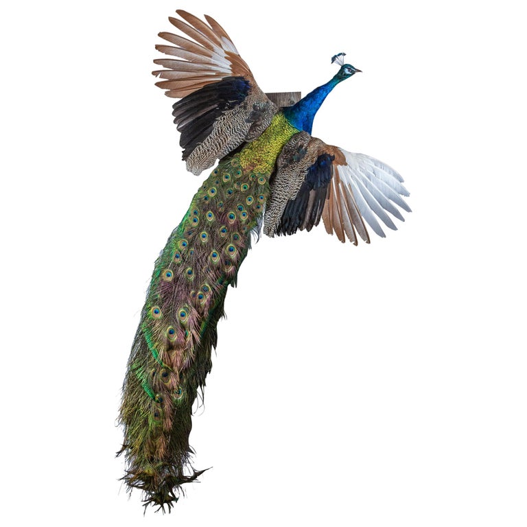 Flying Peacock at 1stDibs | peacock flying
