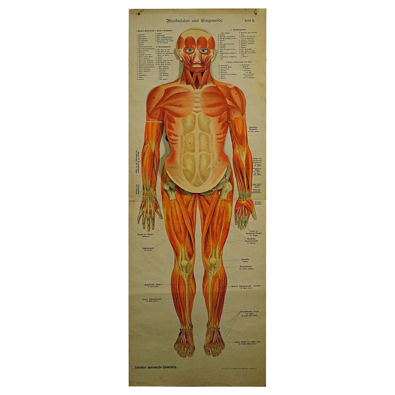 Foldable Anatomical Wall Chart Depicting Human Musculature For Sale at ...