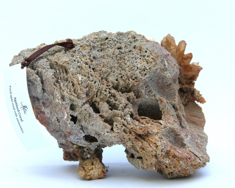 Fossil Agate Coral with a Cluster of Tangerine Quartz Points and Fossil ...
