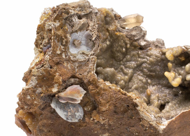 Fossil Agate Coral with Citrine Points and Fossil Shells at 1stDibs ...