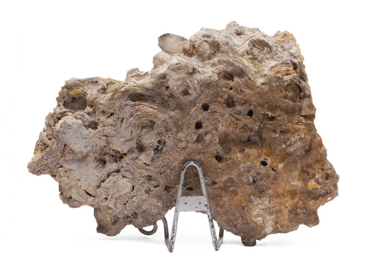 Fossil Agate Coral with Citrine Points and Fossil Shells at 1stDibs ...