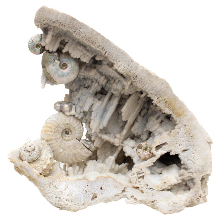 Fossil Agate Coral with Iridescent Ammonites and Baroque Pearls For ...