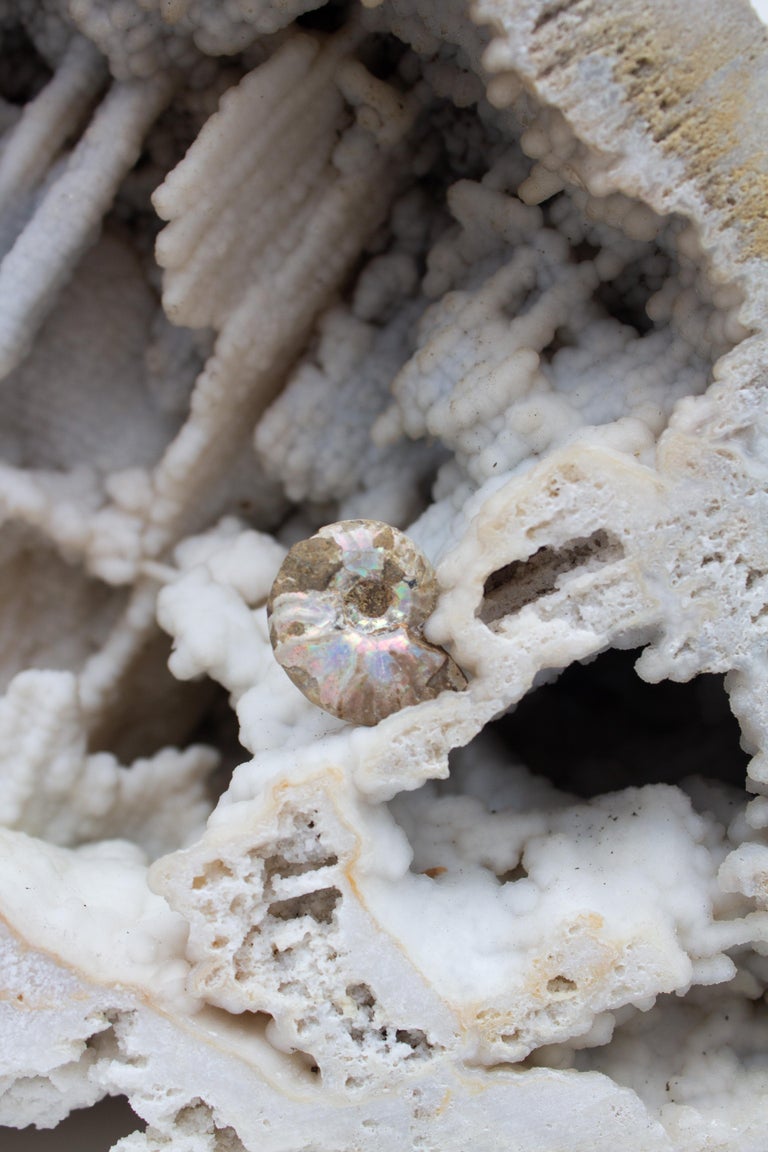 Fossil Agate Coral with Iridescent Ammonites and Baroque Pearls For ...