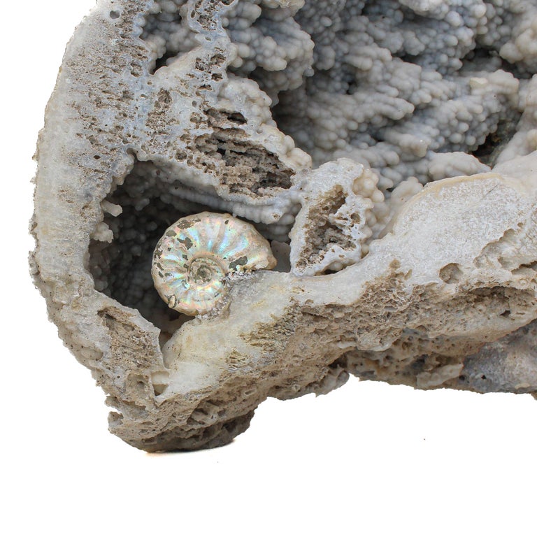 Fossil Agate Coral with Iridescent Ammonites For Sale at 1stDibs
