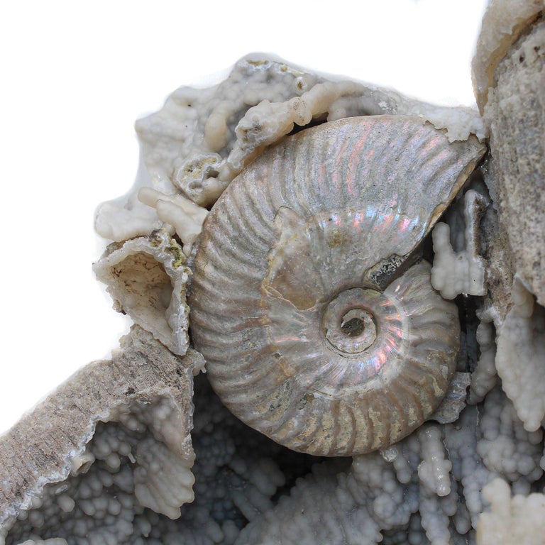 Fossil Agate Coral with Iridescent Ammonites For Sale at 1stDibs
