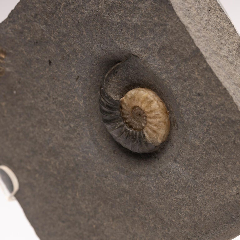 Fossil Calcite Ammonite from UK Mounted on Custom Acrylic Stand ...