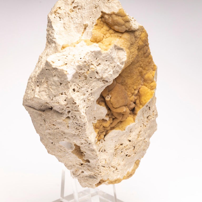 Fossil Crab in Travertine from Anatolia, South of Turkey, Pleistocene ...