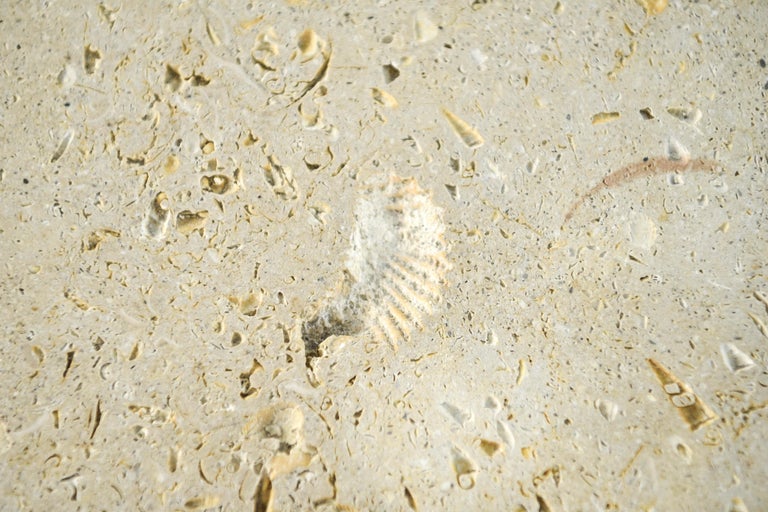 Fossil Embedded Stone and Rebar Table For Sale at 1stDibs