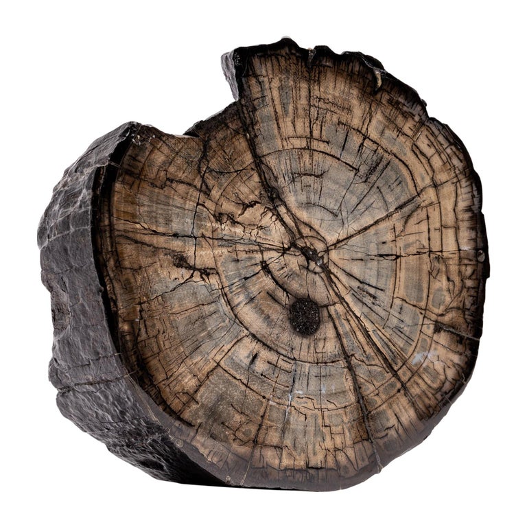 Fossil Florida Mammoth Tusk End Cut Slab Mounted Freestanding at 1stDibs