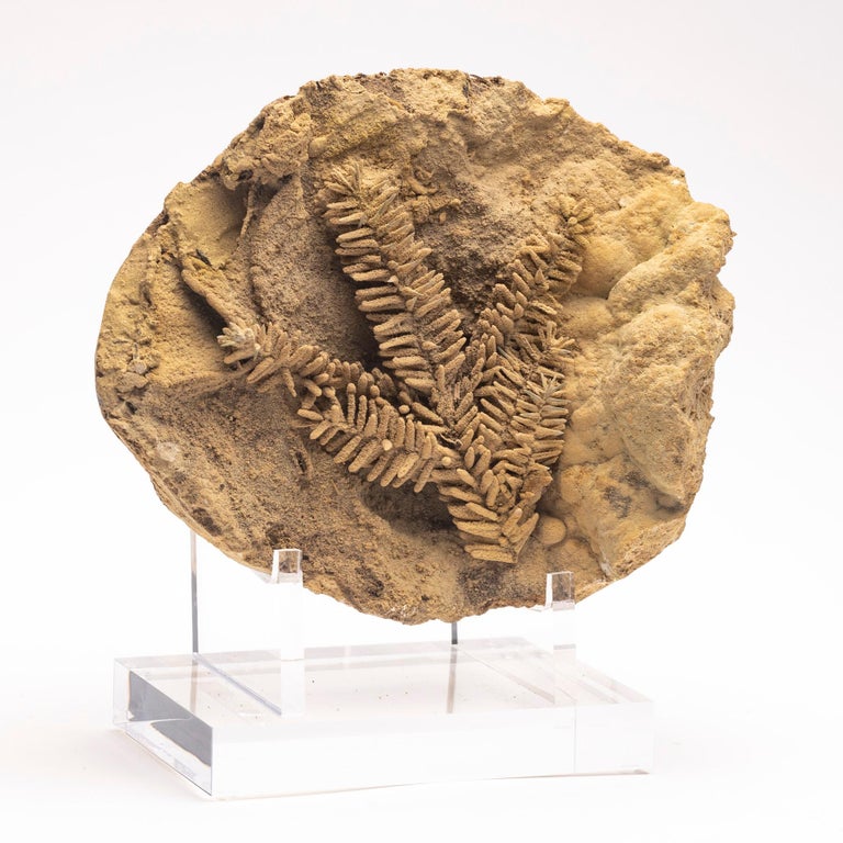 Fossil Leave in Travertine from Tyrol, Austria, Pleistocene Period For ...