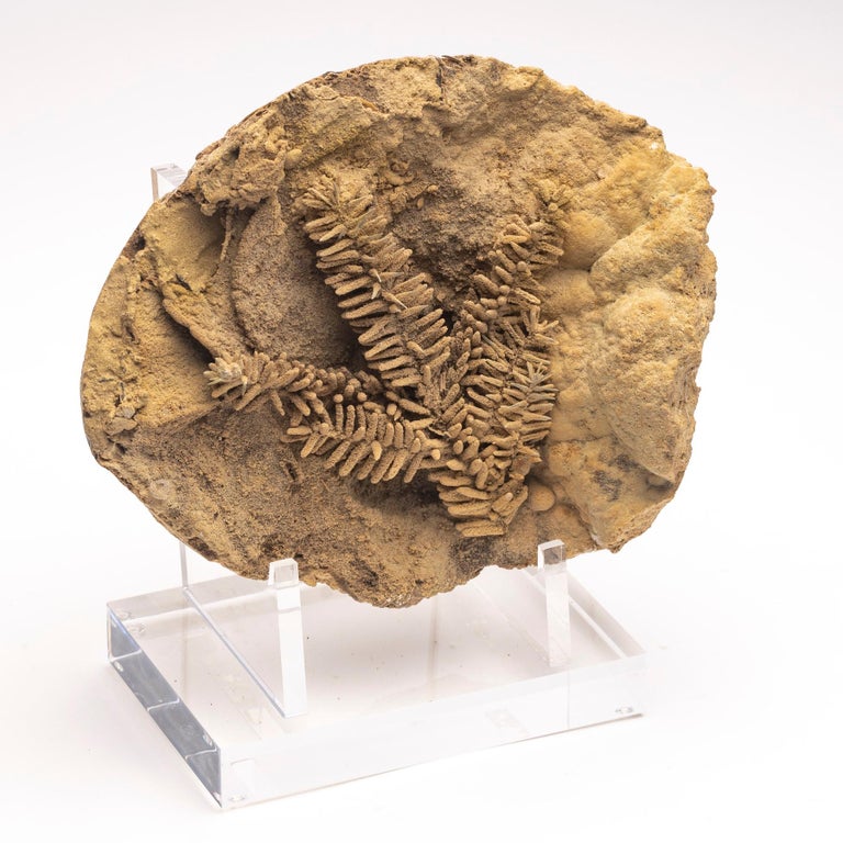 Fossil Leave in Travertine from Tyrol, Austria, Pleistocene Period For ...