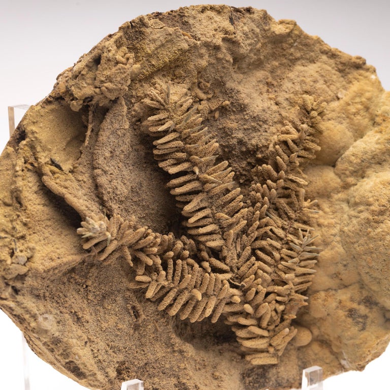 Fossil Leave in Travertine from Tyrol, Austria, Pleistocene Period For ...