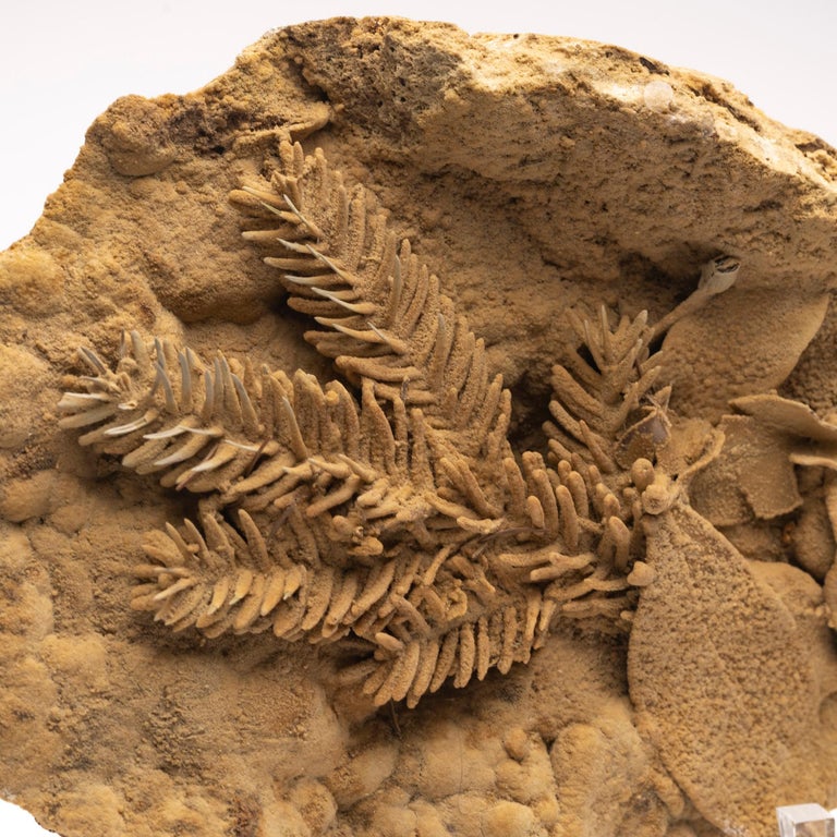 Fossil Leave in Travertine from Tyrol, Austria, Pleistocene Period For ...