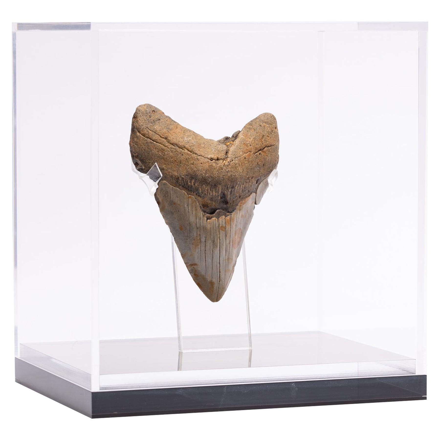 Fossil Megalodon "The Monster Shark" Tooth in Acrylic Custom Box at ...