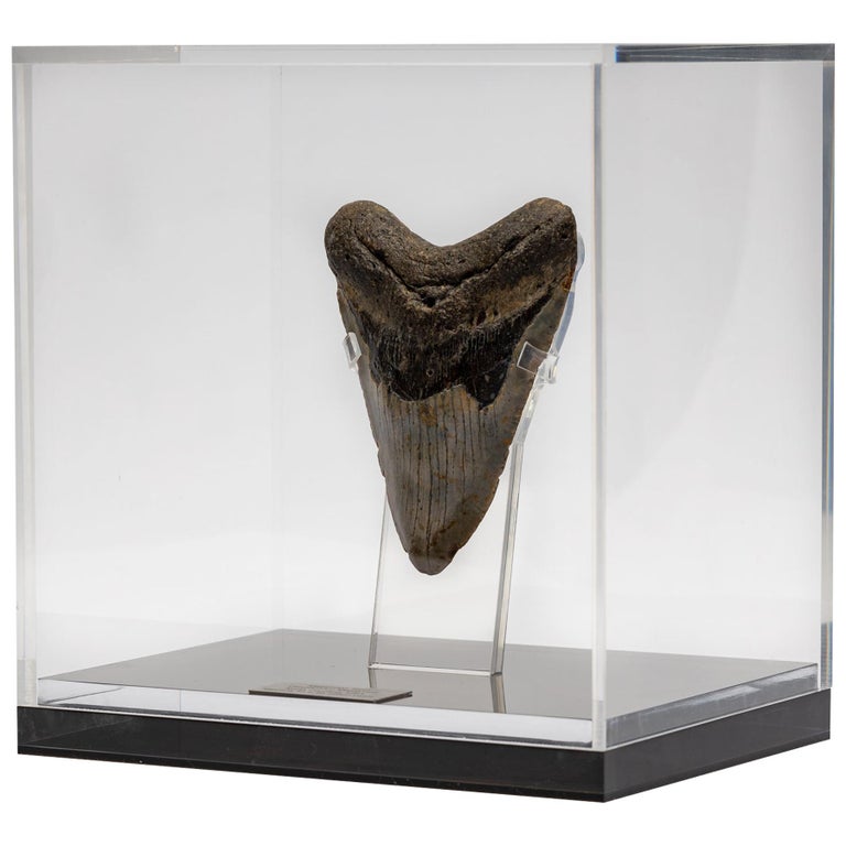 Fossil Megalodon "the Monster Shark" Tooth in Acrylic Custom Box at 1stDibs