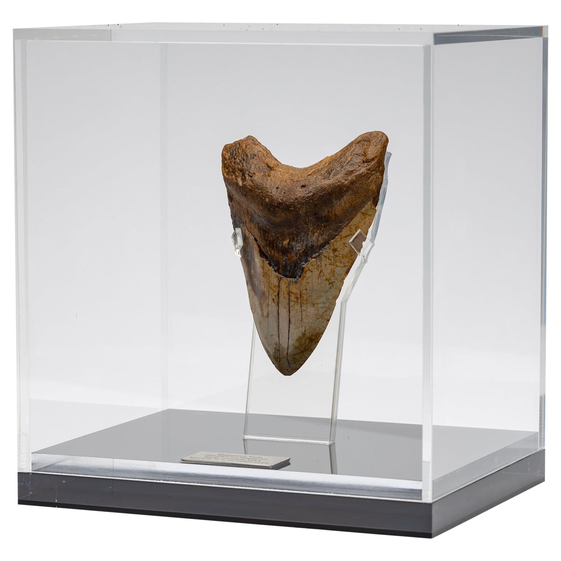 Fossil Megalodon "the Monster Shark" Tooth in Acrylic Custom Box at 1stDibs