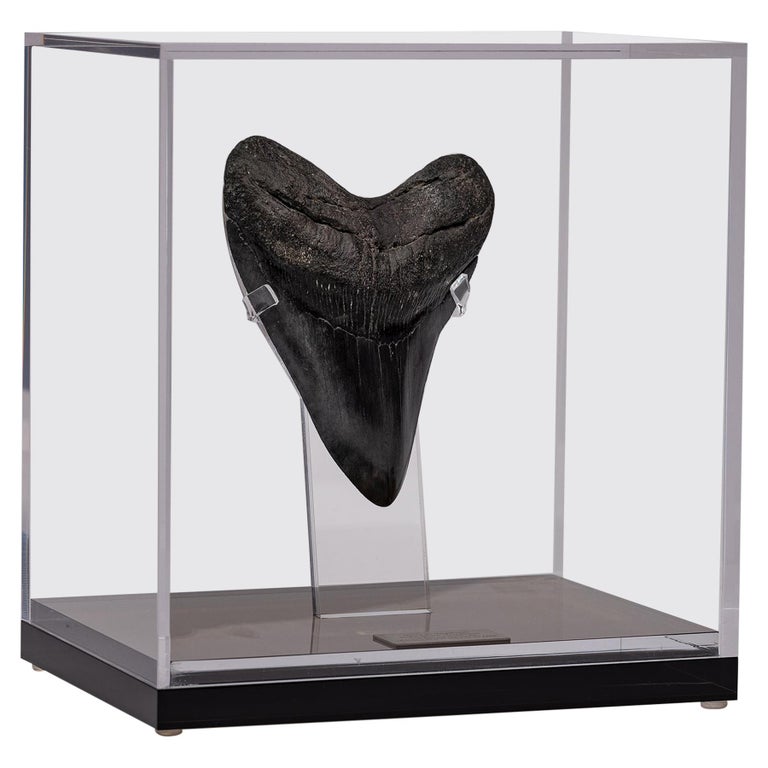 Fossil Megalodon "the Monster Shark" Tooth in Acrylic Custom Box at 1stDibs
