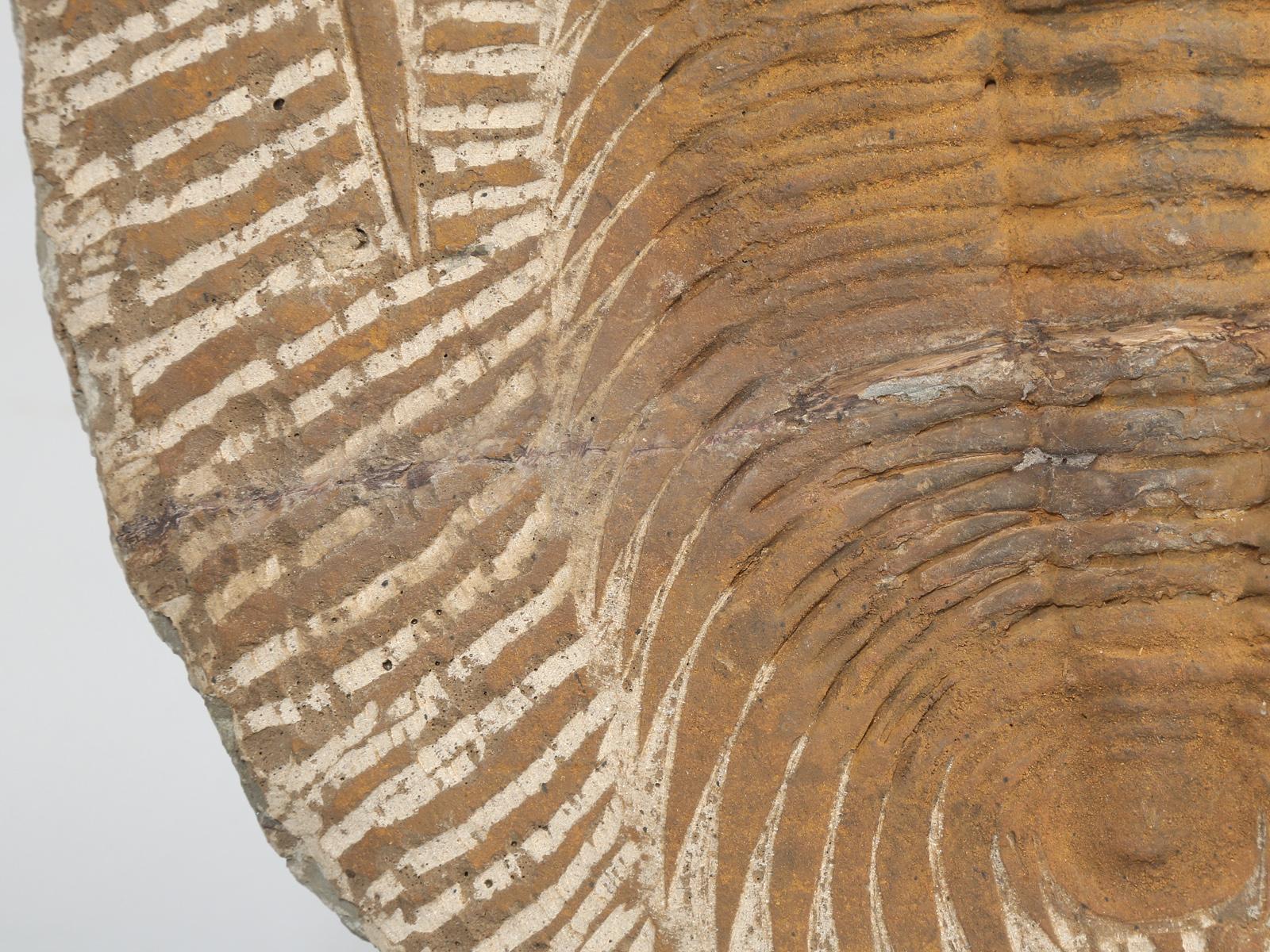 Fossil of Cambropallas Trilobite from Paleozoic Era of the Cambrian ...