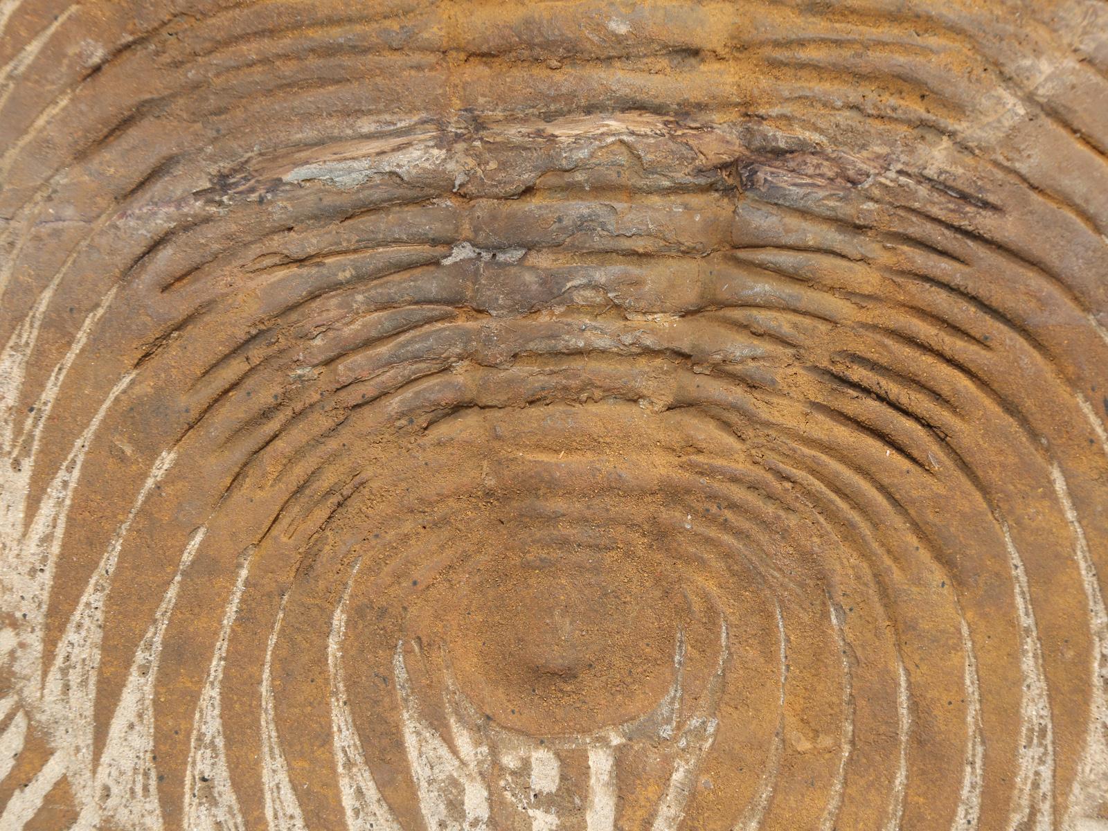 Fossil of Cambropallas Trilobite from Paleozoic Era of the Cambrian ...