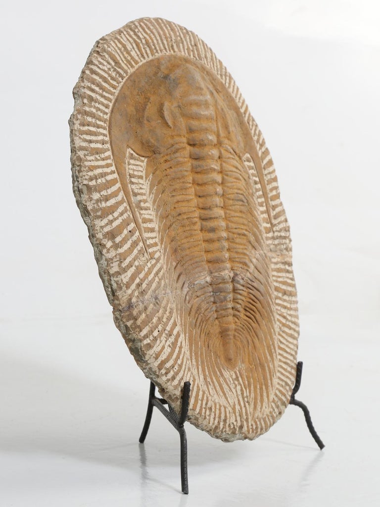 Fossil of Cambropallas Trilobite from Paleozoic Era of the Cambrian ...