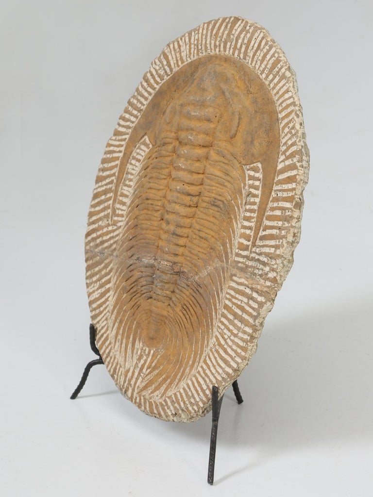 Fossil of Cambropallas Trilobite from Paleozoic Era of the Cambrian ...