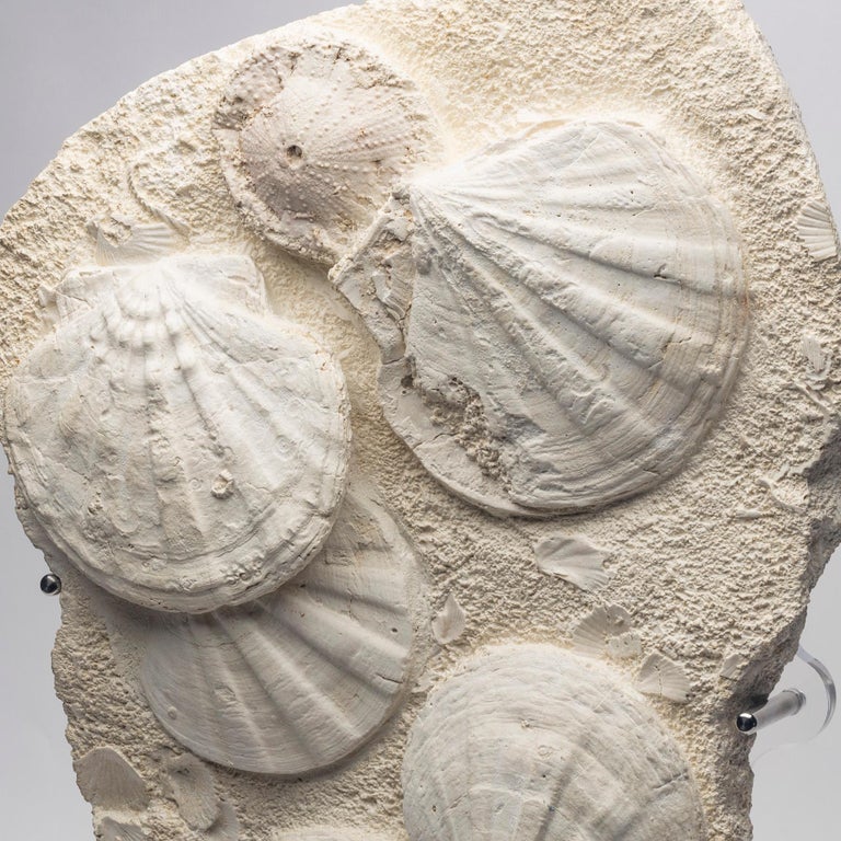 Fossil Pecten plate Specimen from France 23Million y/o in a Custom Acrylic Base For Sale at 1stDibs