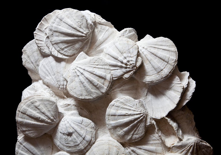 Fossil Scallop Shell Bed from France, 20 Million Years Old at 1stDibs