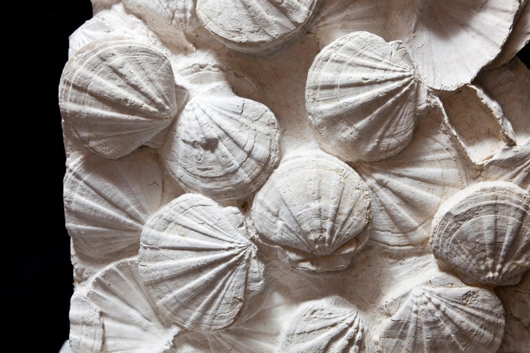 Fossil Scallop Shell Bed from France, 20 Million Years Old at 1stDibs