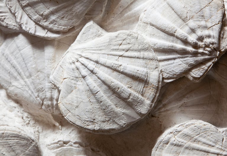 Fossil Scallop Shell Bed from France, 20 Million Years Old at 1stDibs