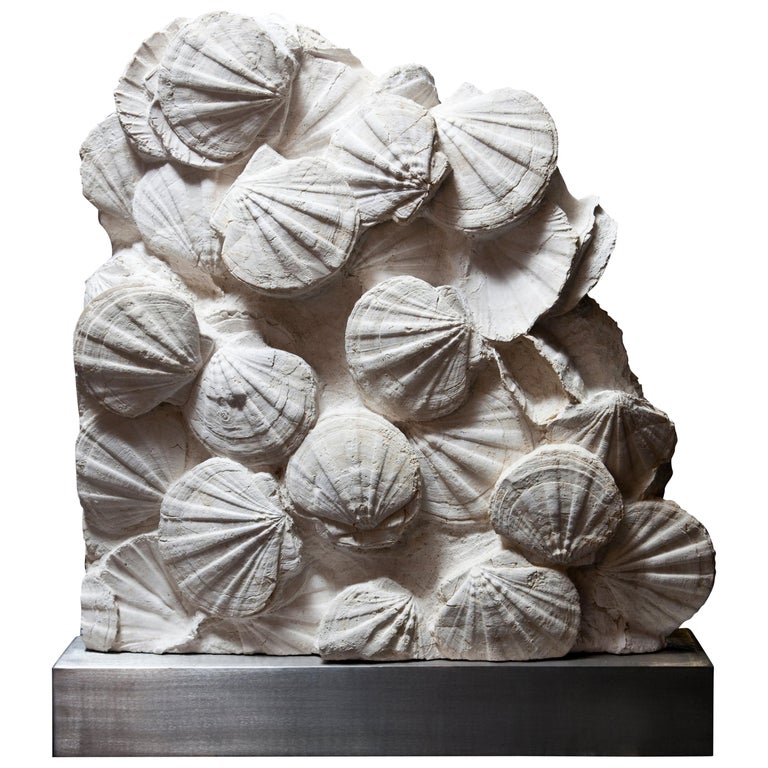 Fossil Scallop Shell Bed from France, 20 Million Years Old at 1stDibs