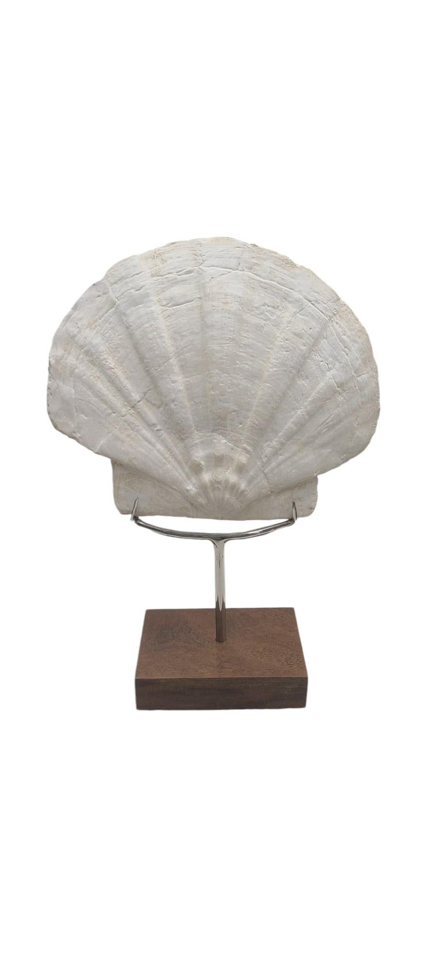 Fossil shell scallops, (sp. Giganto pecten) double sided on custom ...