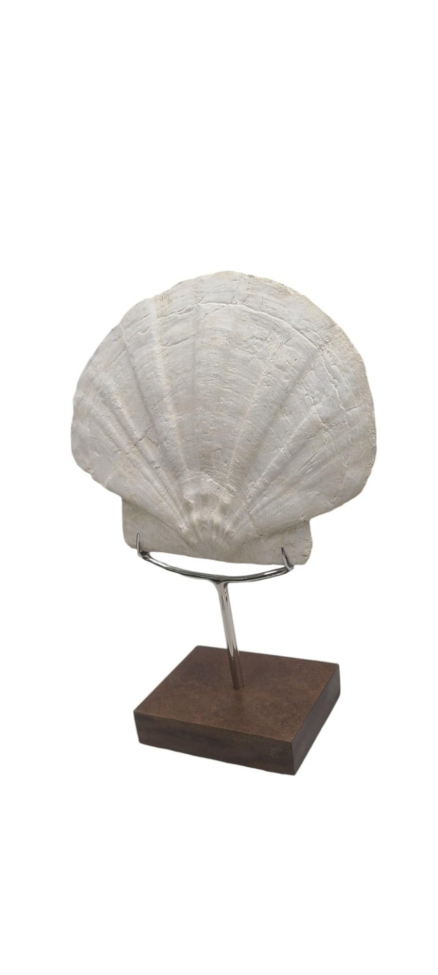 Fossil shell scallops, (sp. Giganto pecten) double sided on custom ...