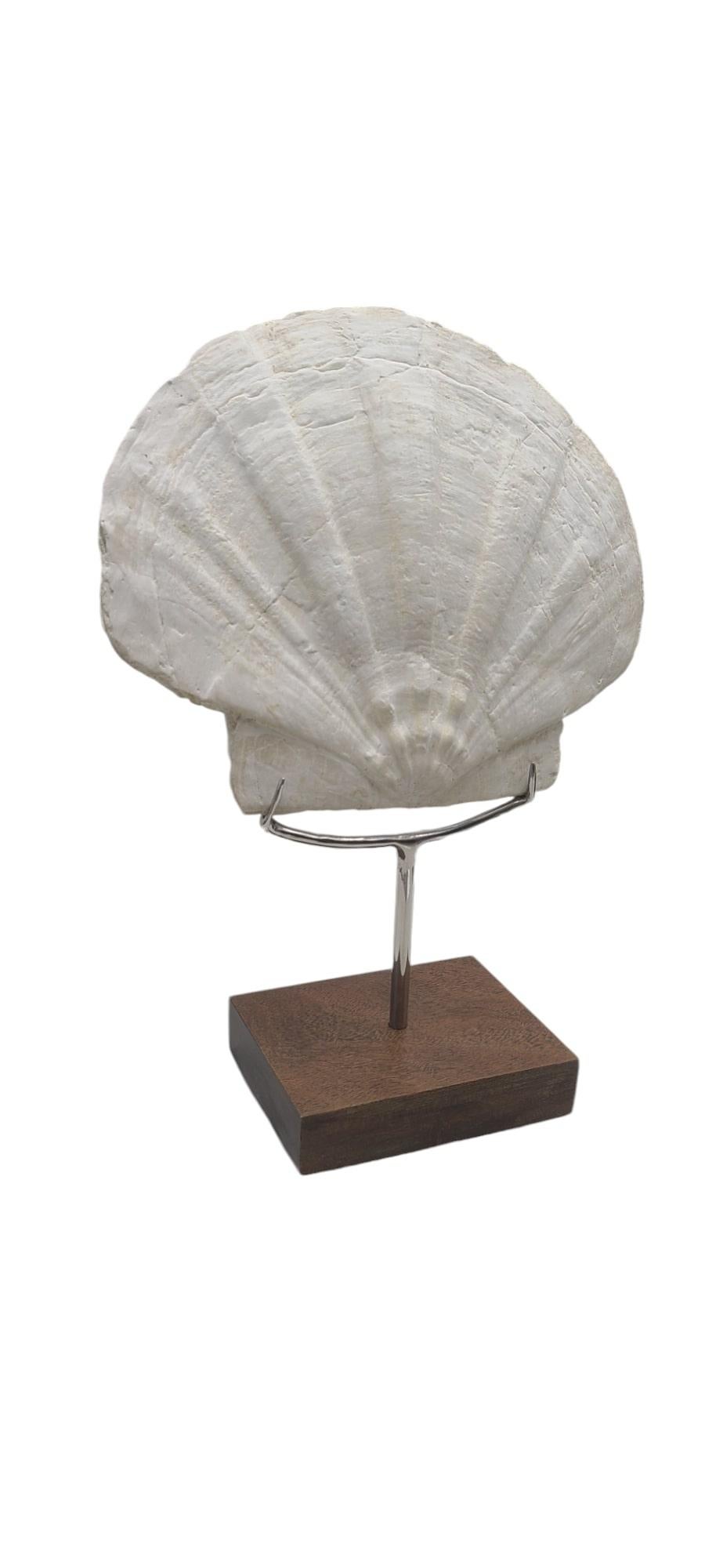 Fossil shell scallops, (sp. Giganto pecten) double sided on custom ...