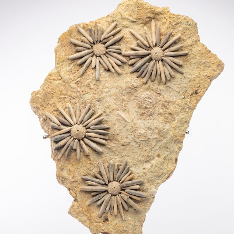Fossil-Seeigel aus Marokko, frühes Jura,170 Millionen Jahre alt im ...