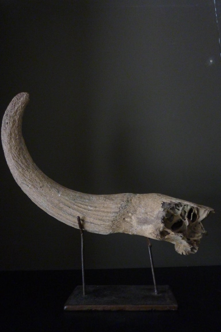 Fossil Steppe Bison Horn with Skull Piece 'Bison Priscus' at 1stDibs