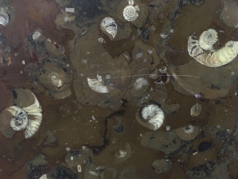 Fossil Stone Marble Table Top with Loads of Ammonities and Squids ...