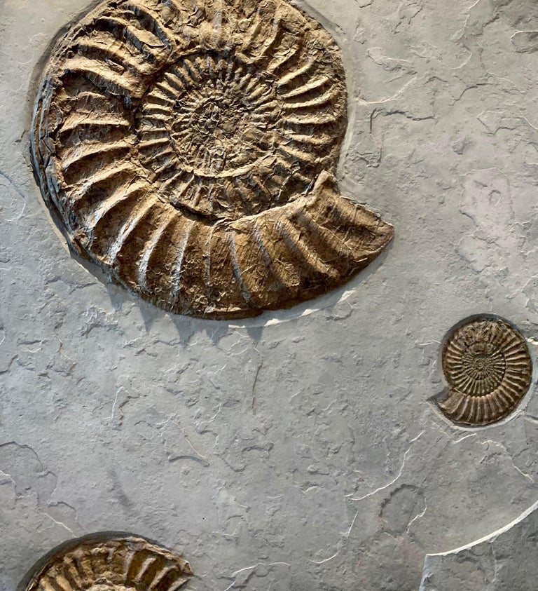 Fossilised Ammonite Wall Plate at 1stDibs